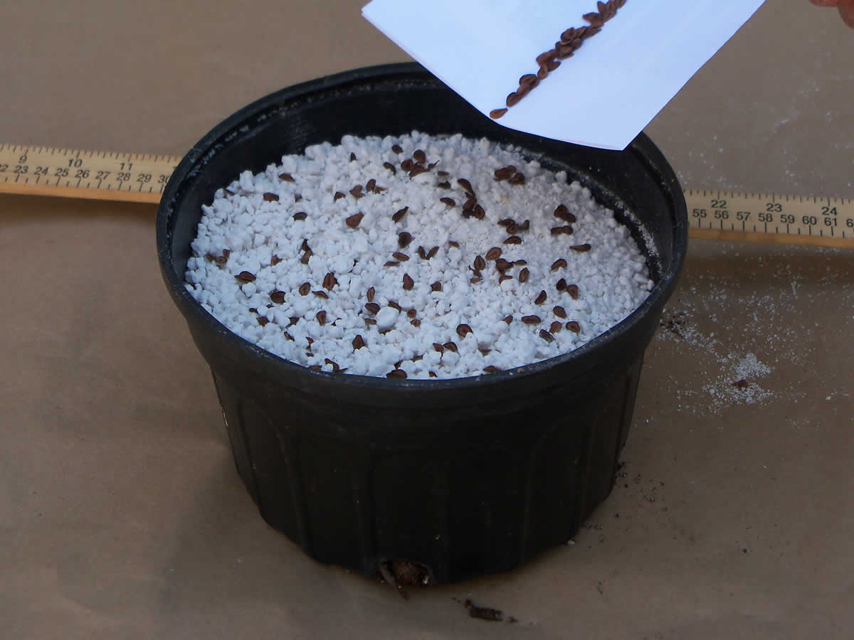 How to Sow and Transplant Milkweed | Growing Wild Nursery