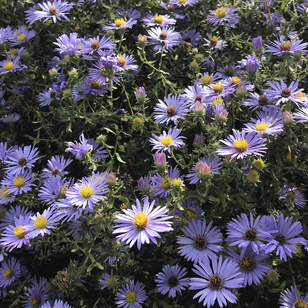 Raydon's Favorite Aster plants for sale online | Growing Wild Nursery