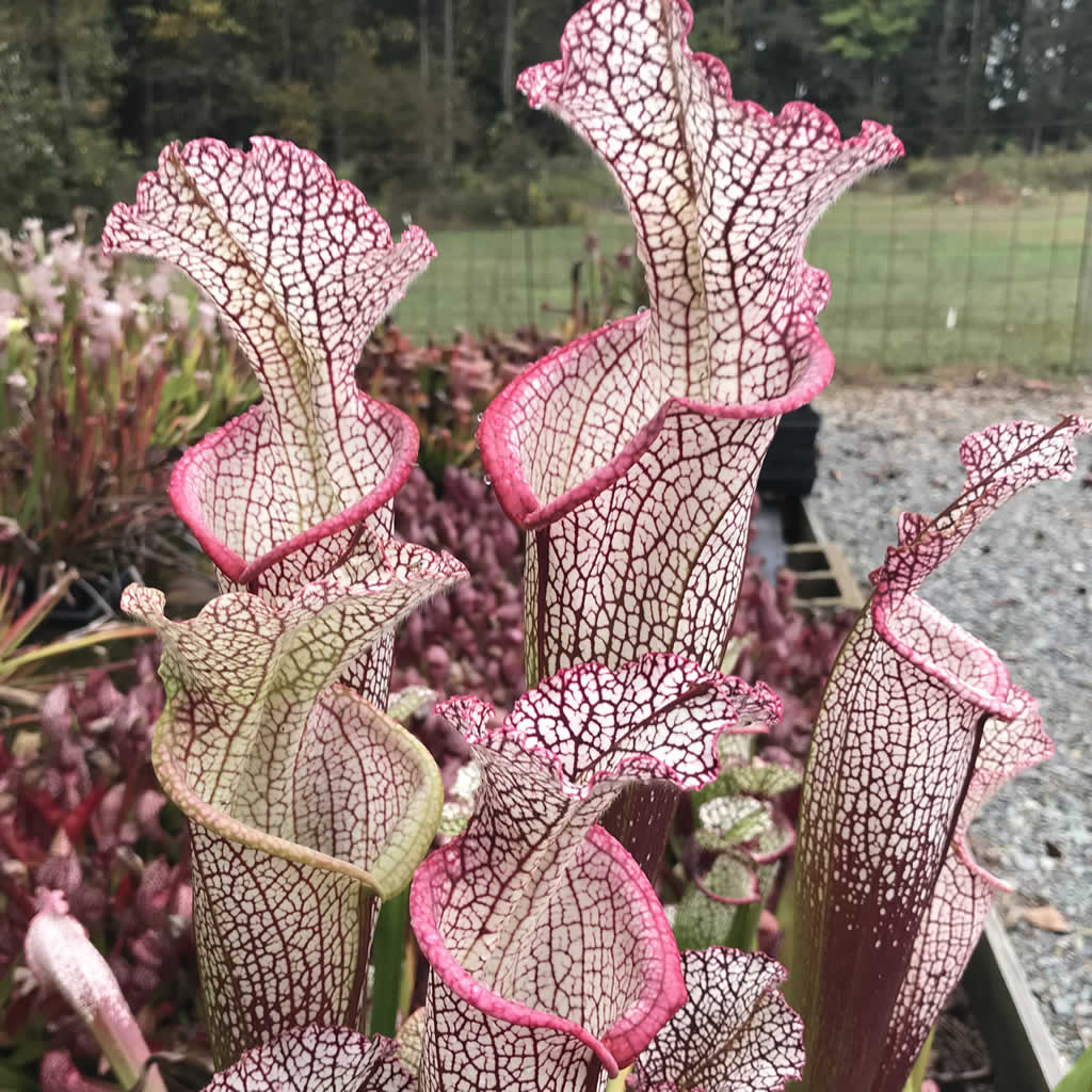 Sarracenia leucophylla 'Wilkerson's Red Rocket' | Growing Wild Nursery