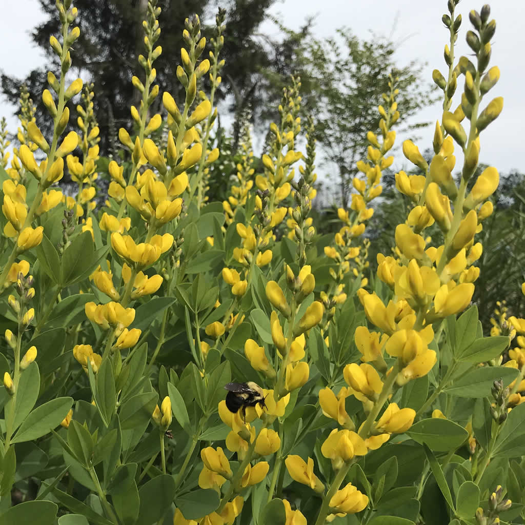 Yellow Baptisia Australis