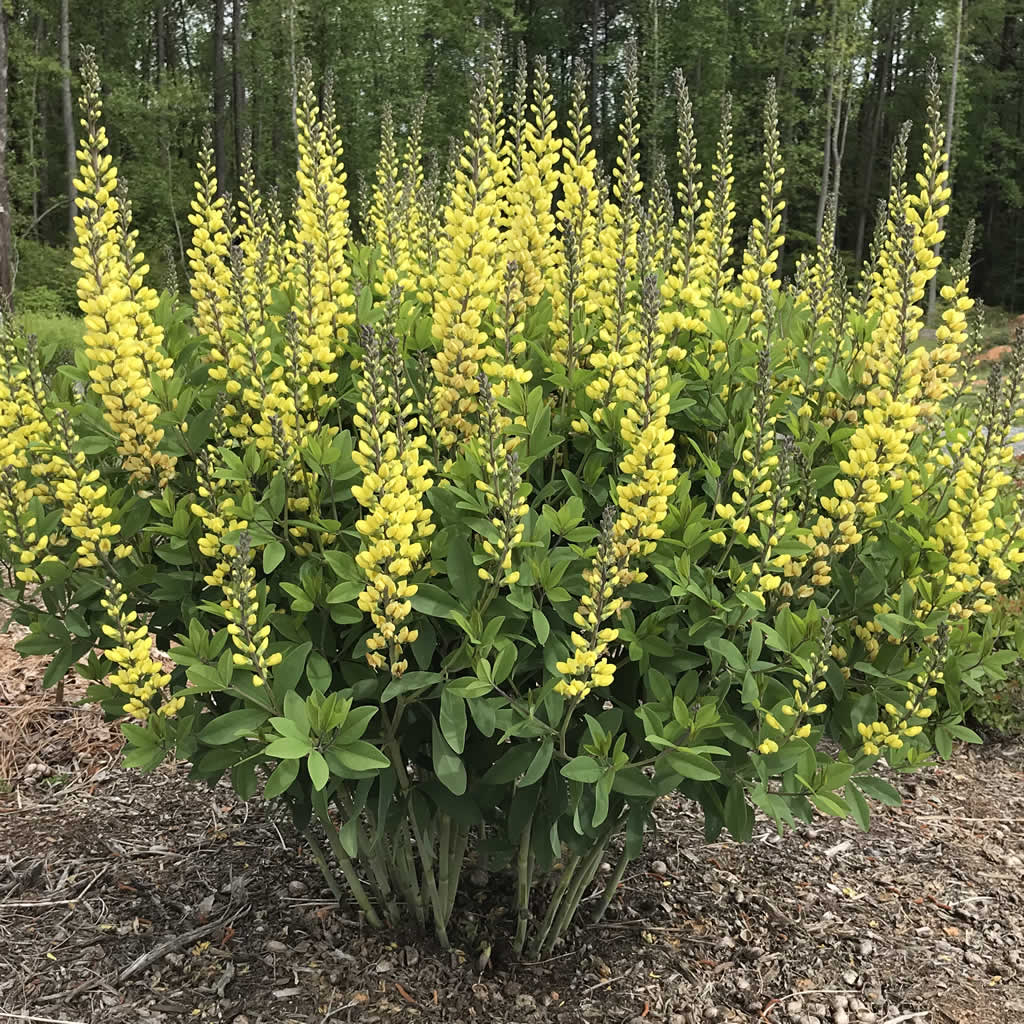 Baptisia 'Whisperin' Yellow' (False Indigo) | Growing Wild Nursery